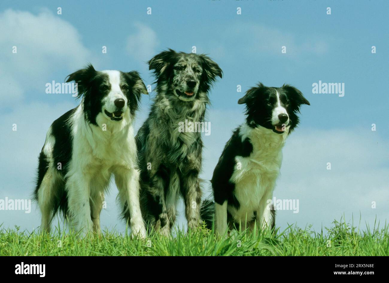 Three 3 Border Collie, three 3 Border collie Stock Photo - Alamy