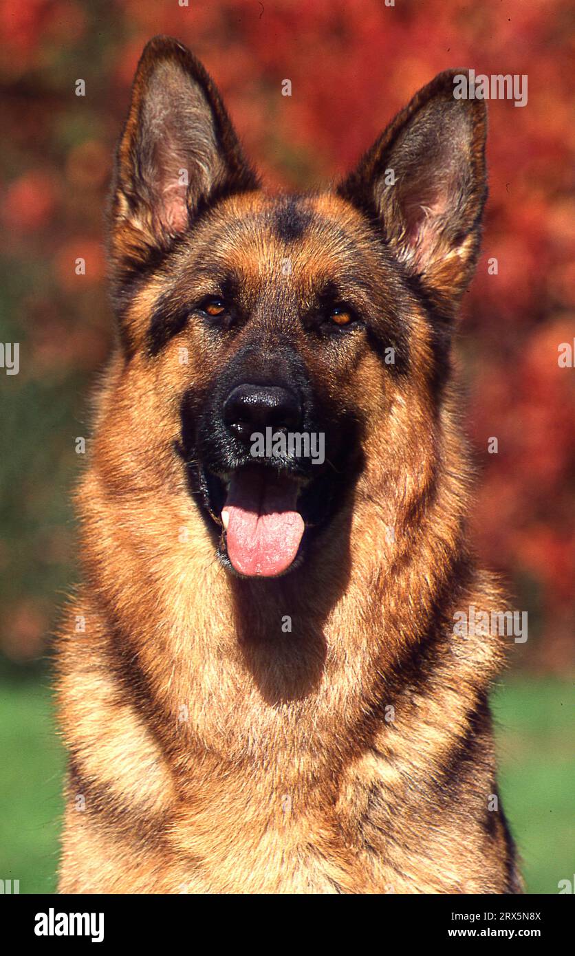 German shepherd, herding dogs and cattle dogs, German sheepherd ...