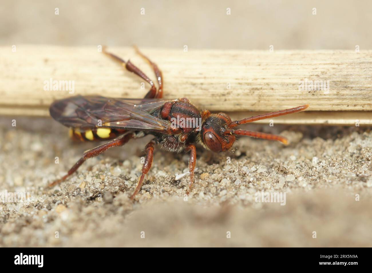 Natural detailed closeup on a red colored female variable nomad ...
