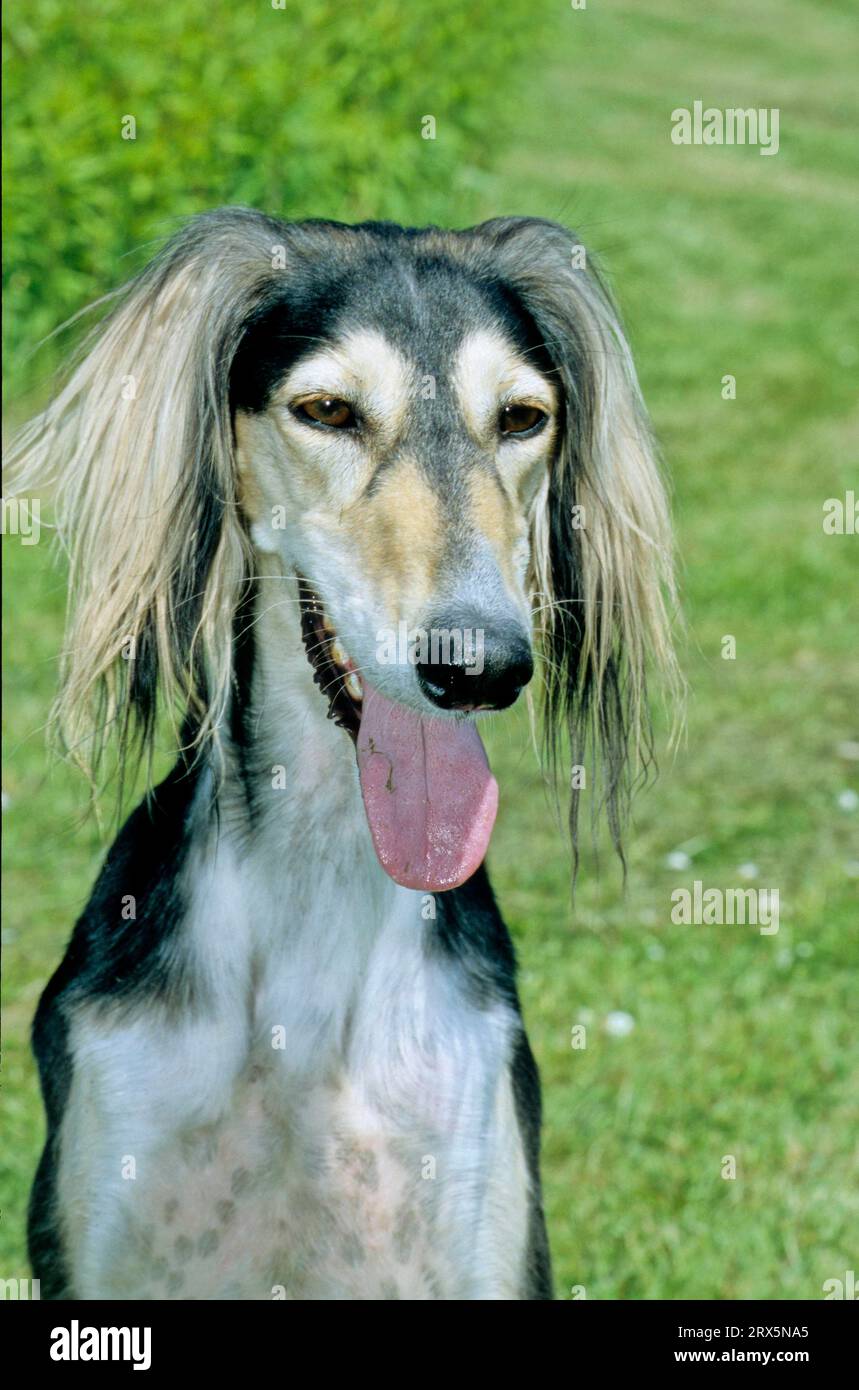 Saluki, Persian greyhound, 2, 5 years old, Persian greyhound, 2. 5 ...