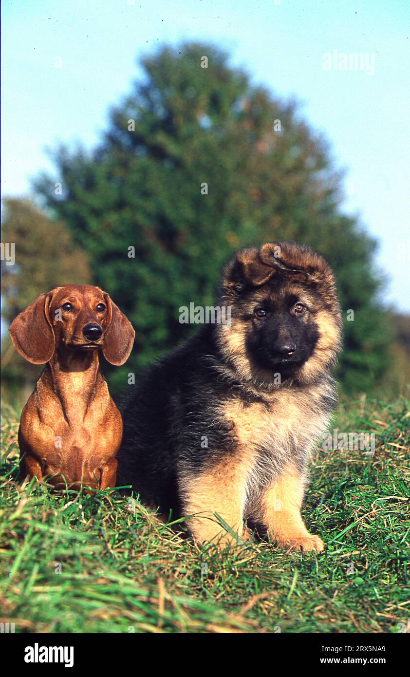 Long hair dachshund hi-res stock photography and images - Alamy