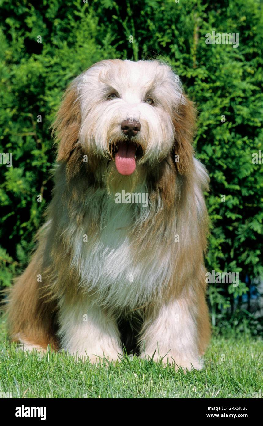 Bearded Collie herding dogs and cattle dogs, Bearded collie sheepdogs ...