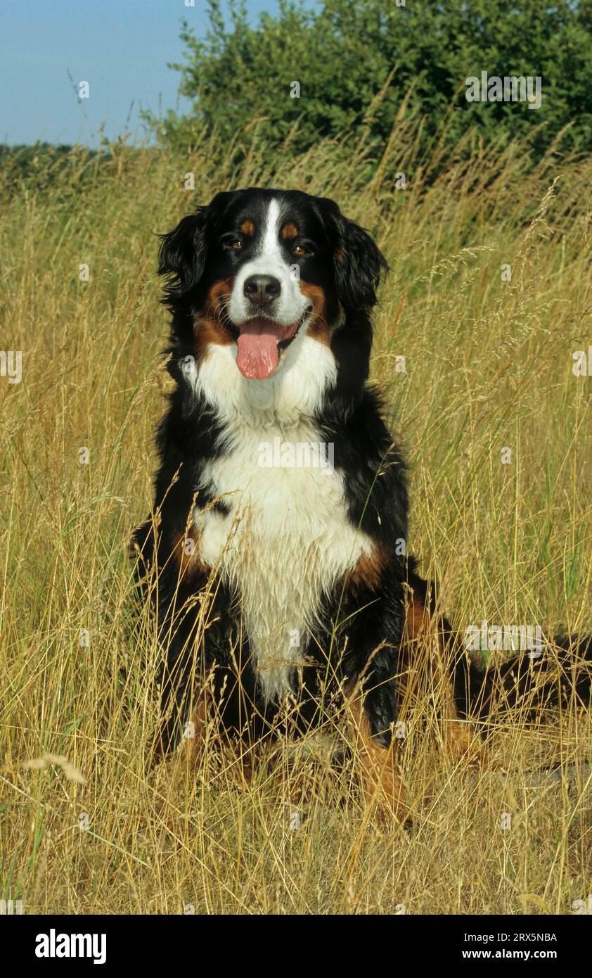 Bernese Mountain Dog Great Dane Mix