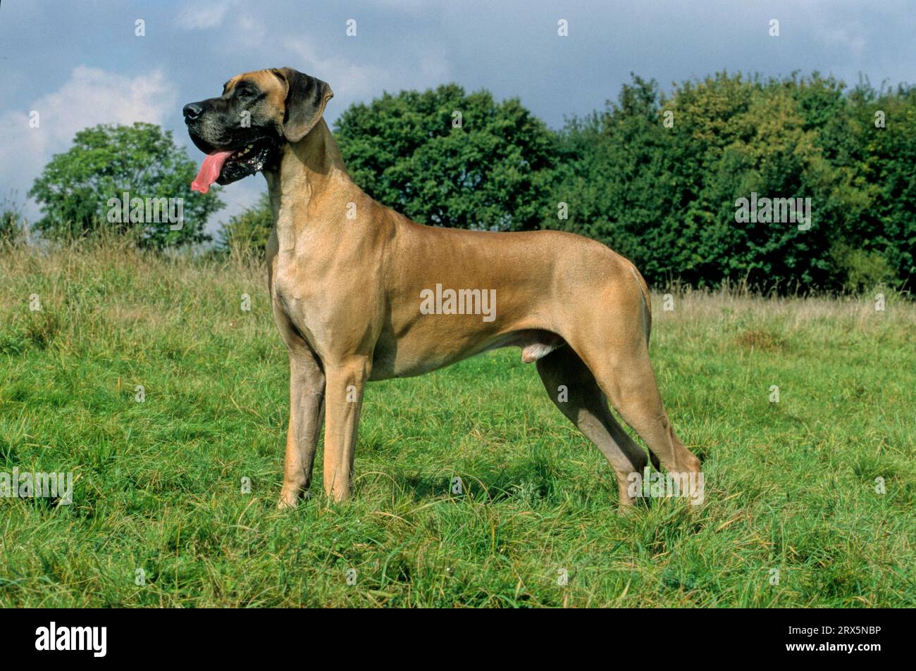 Great Dane Pinscher and Schnauzer, Molossoid, German mastiff pinscher ...