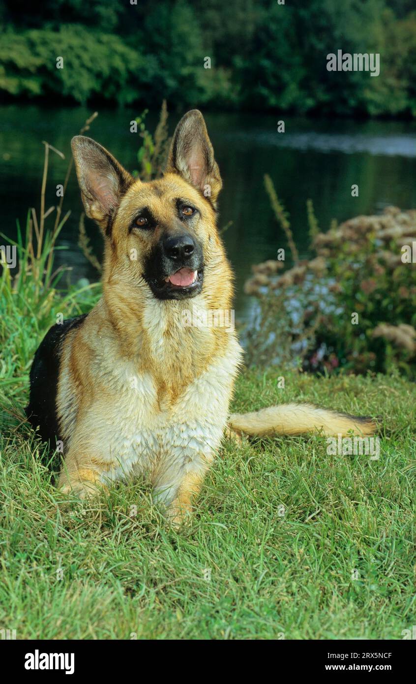 German Shepherd Dog, FCI, Standard No. 166 Stock Photo - Alamy
