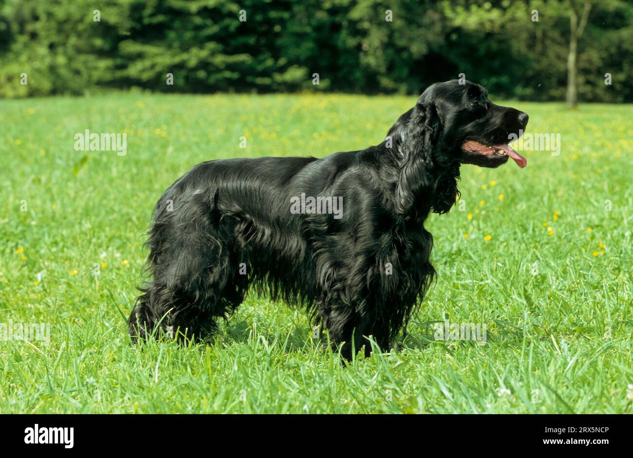 Standard water hi-res stock photography and images - Alamy