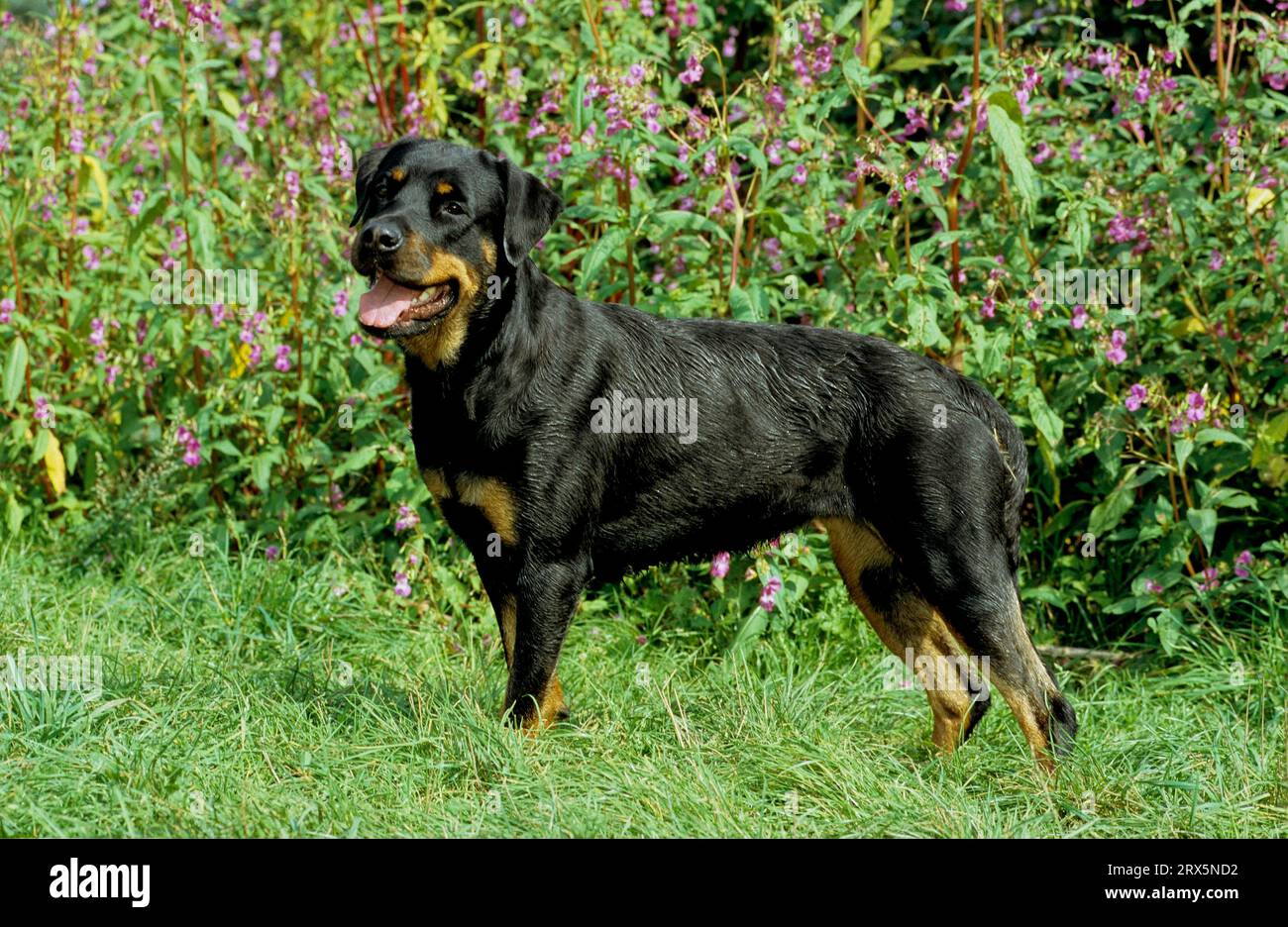 Rottweiler, FCI, Standard No. 147 Stock Photo - Alamy