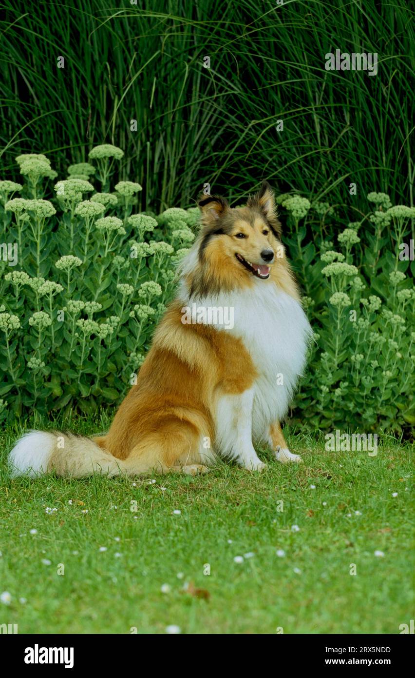 No 88 shetland hi-res stock photography and images - Alamy