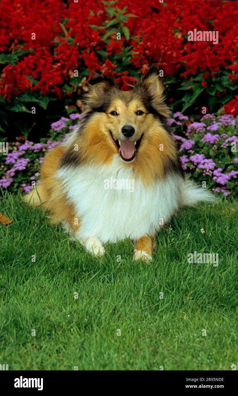 No 88 shetland hi-res stock photography and images - Alamy