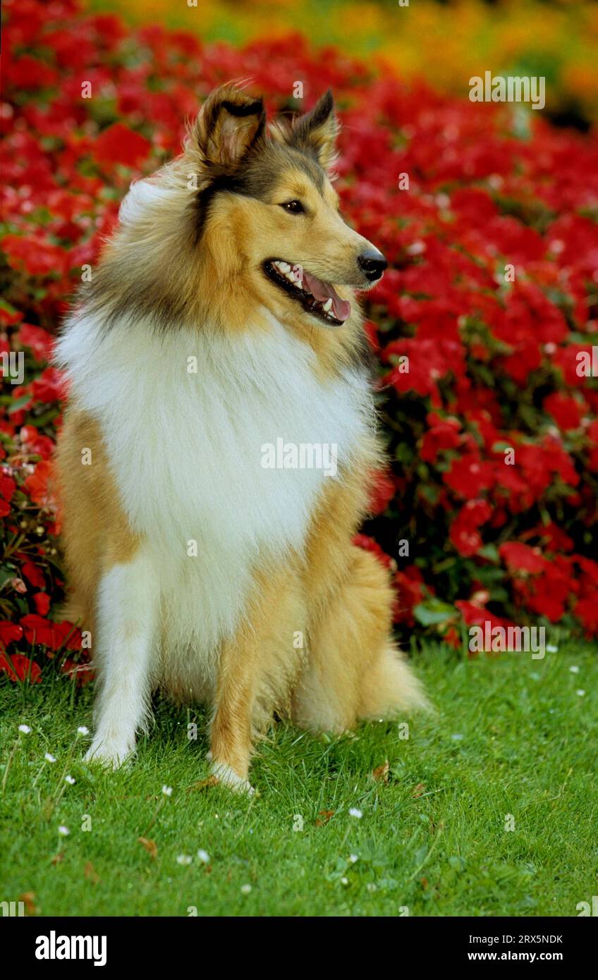 No 88 shetland hi-res stock photography and images - Alamy