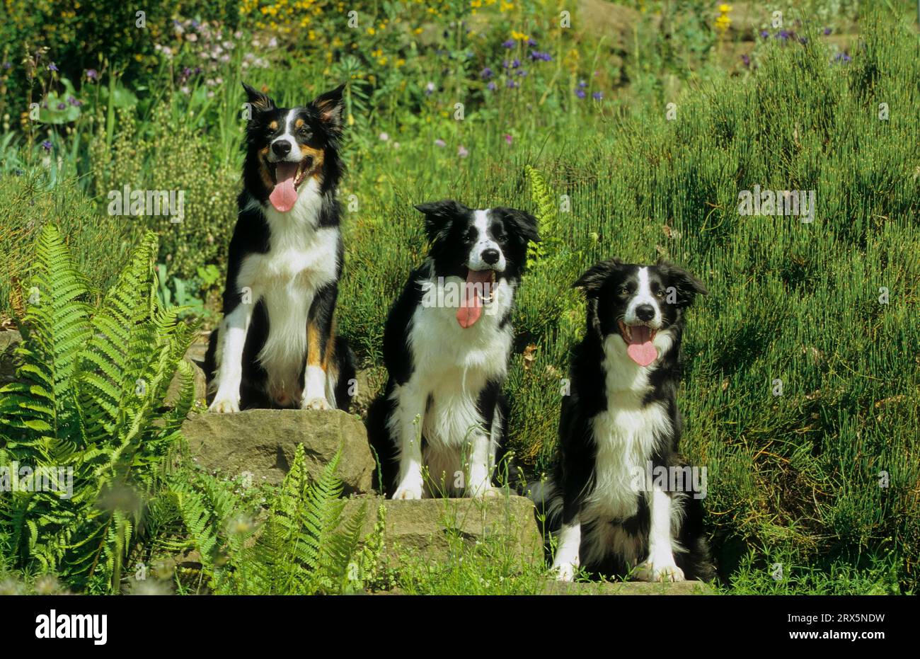 3 three Border Collie, FCI, Standard No. 297 Stock Photo - Alamy