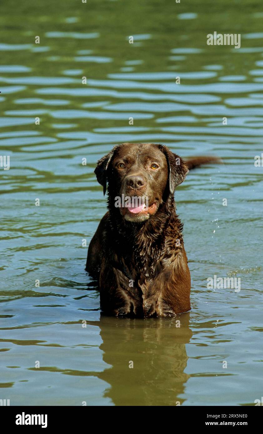 Standard water hi-res stock photography and images - Alamy