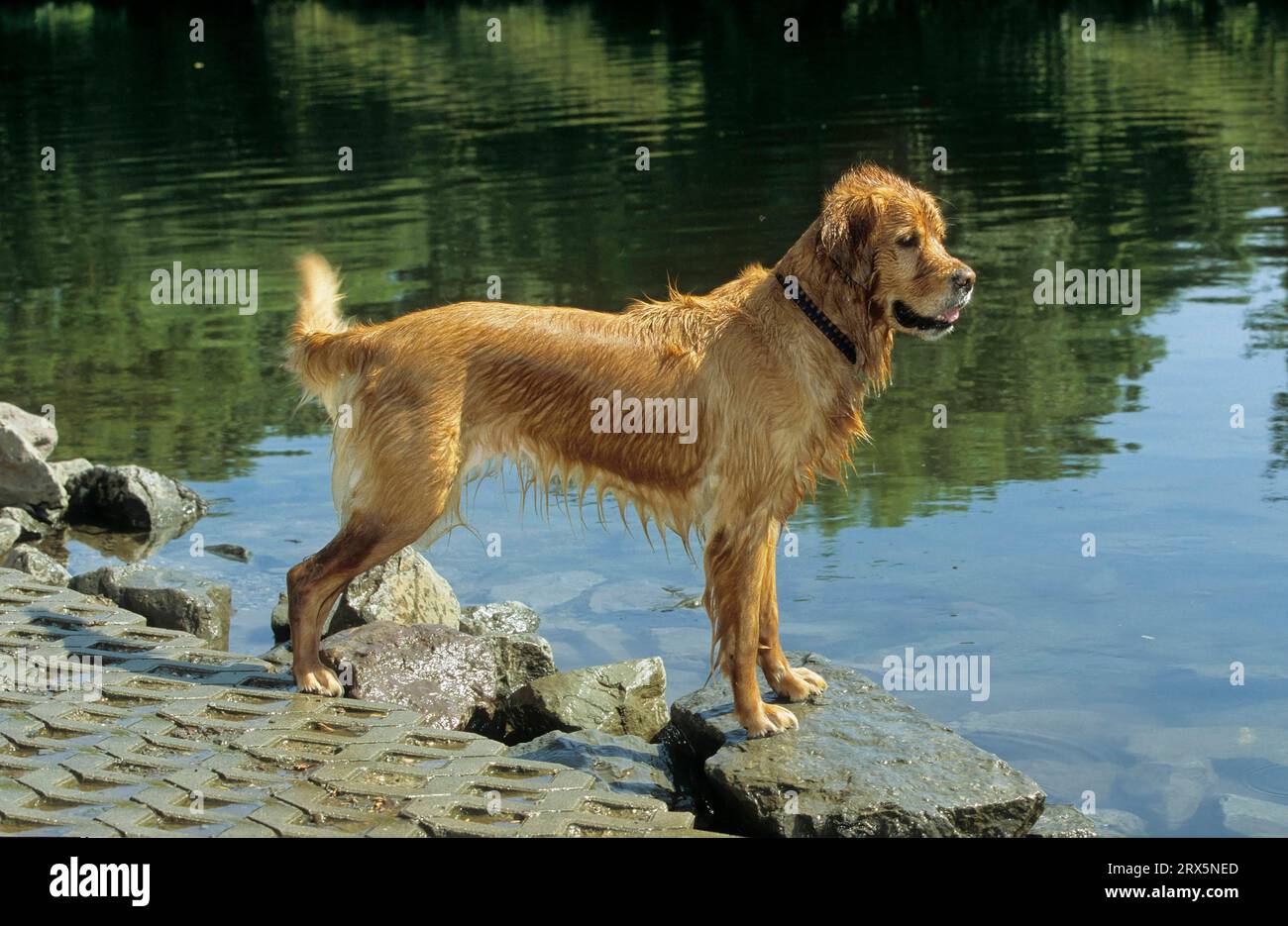 Golden Retriever, FCI Standard No. 111 Stock Photo - Alamy