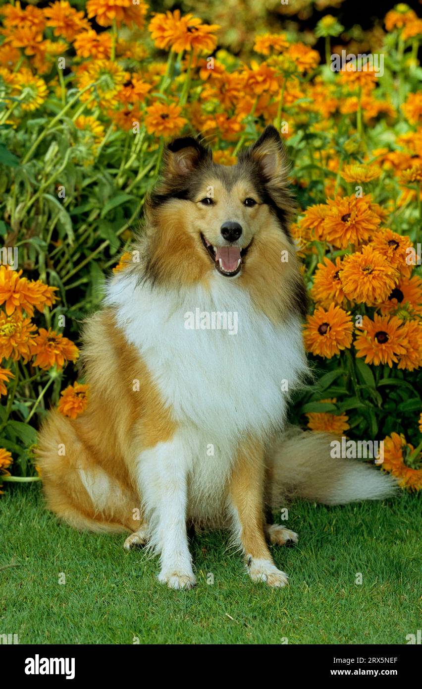 No 88 shetland hi-res stock photography and images - Alamy