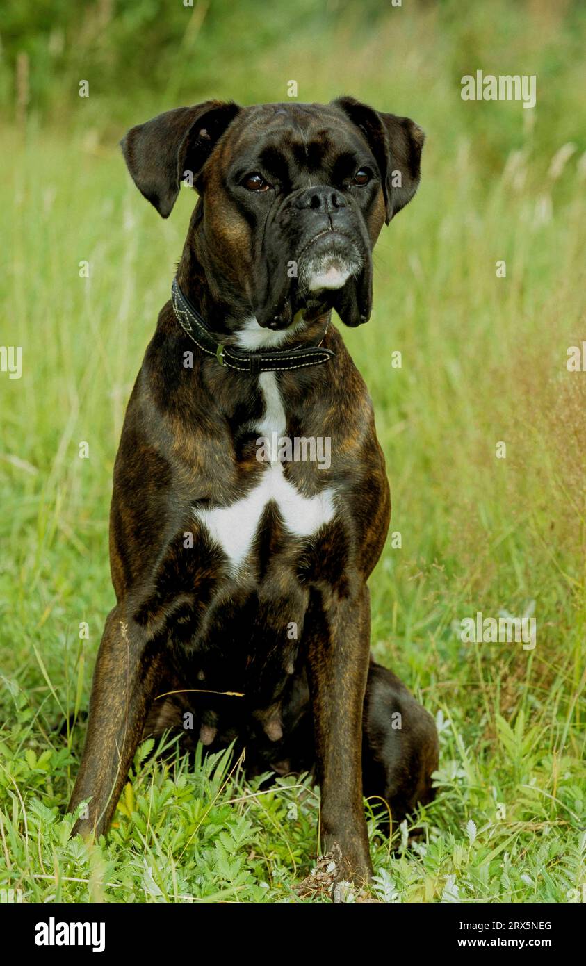 German standard hi-res stock photography and images - Alamy