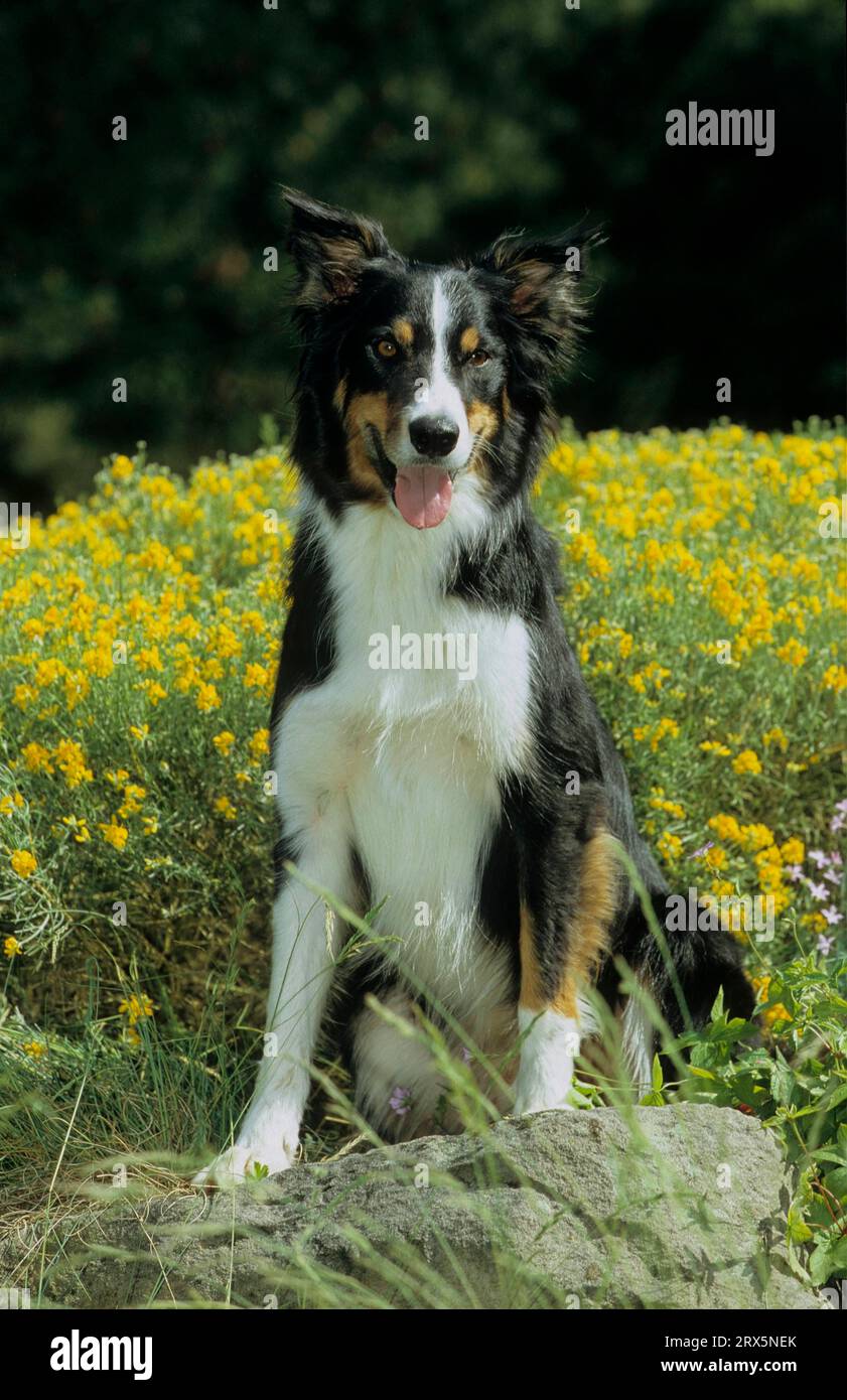 Border Collie, FCI, Standard No. 297 Stock Photo - Alamy