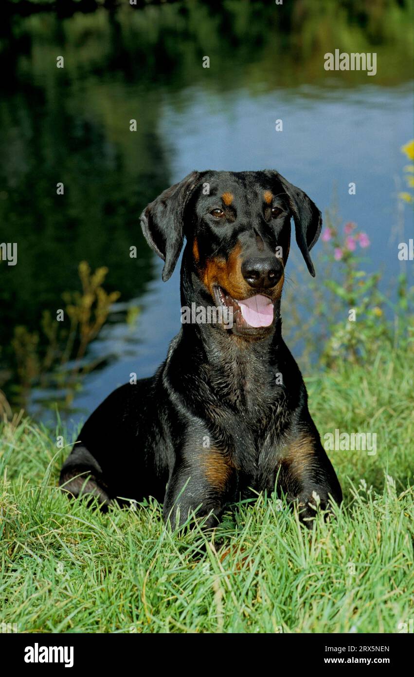 Standard pinscher hi-res stock photography and images - Alamy