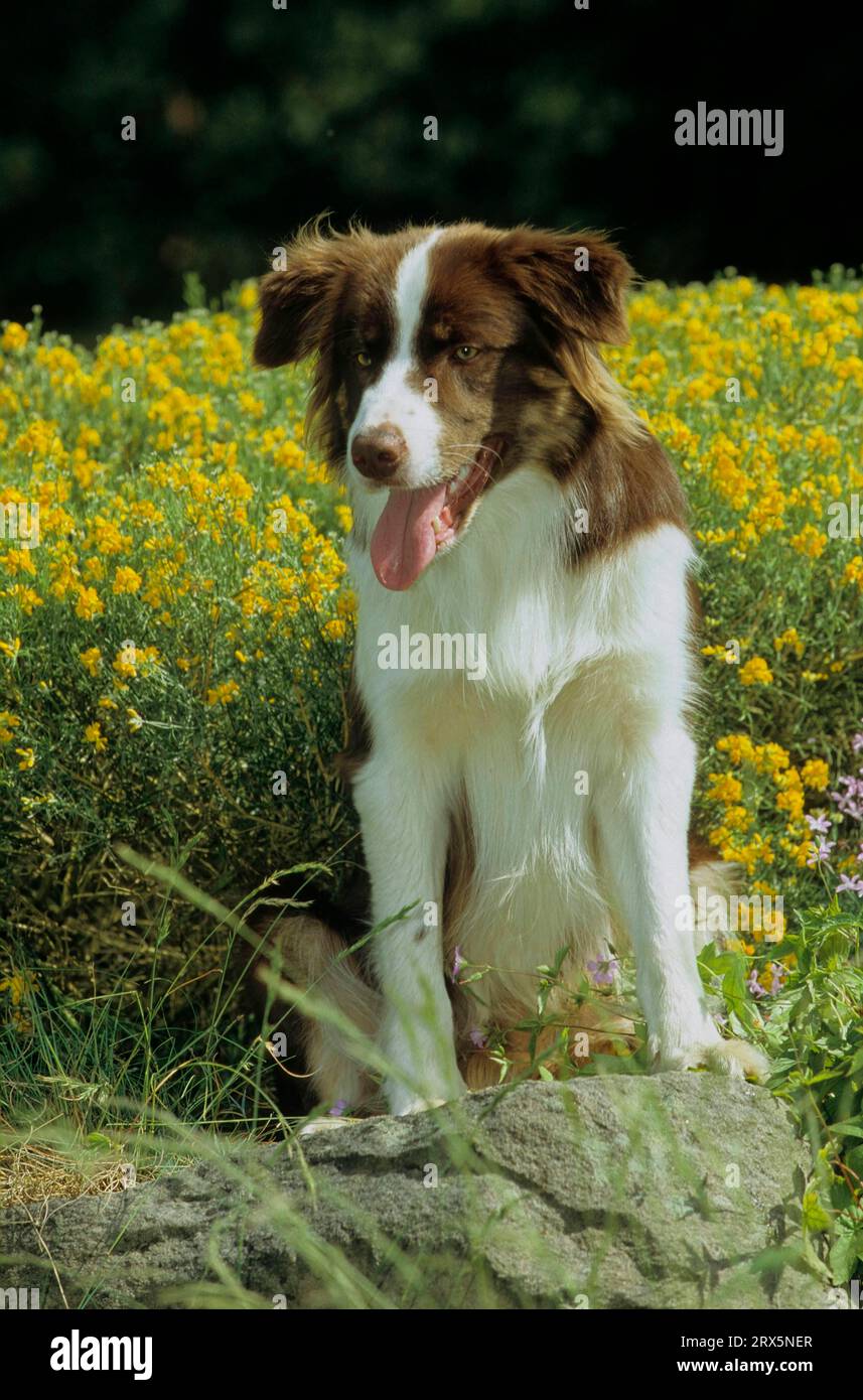 Border Collie, FCI, Standard No. 297 Stock Photo - Alamy