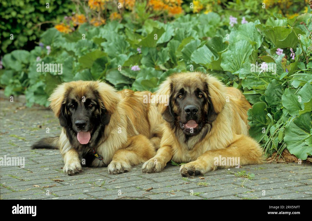 Friendly leonberger hi-res stock photography and images - Alamy