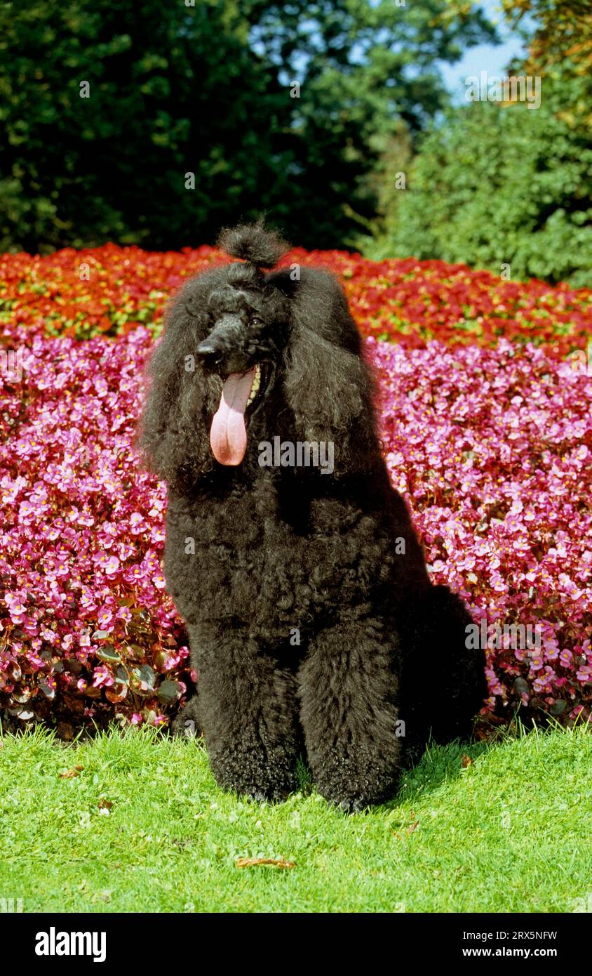 Large poodle, brown, Caniche (Poodle), FCI, Standard No. 172 Stock ...