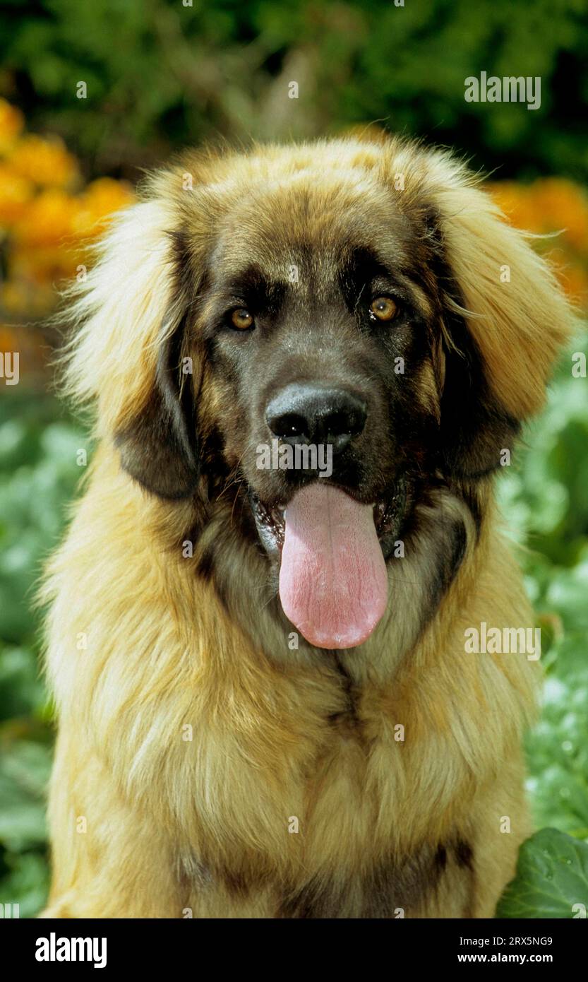 Standard six hi-res stock photography and images - Alamy