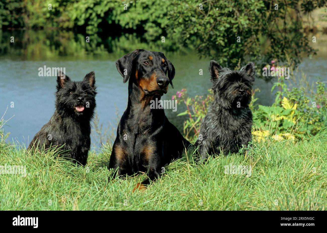 Doberman, FCI, Standard No. 143 and two 2 Cairn Terriers, Standard No ...