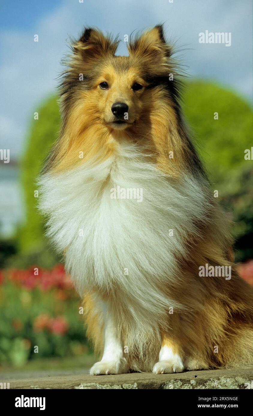 Sheltie, 1, 5 years old, Shetland Sheepdog, FCI, Standard No. 88 Stock ...