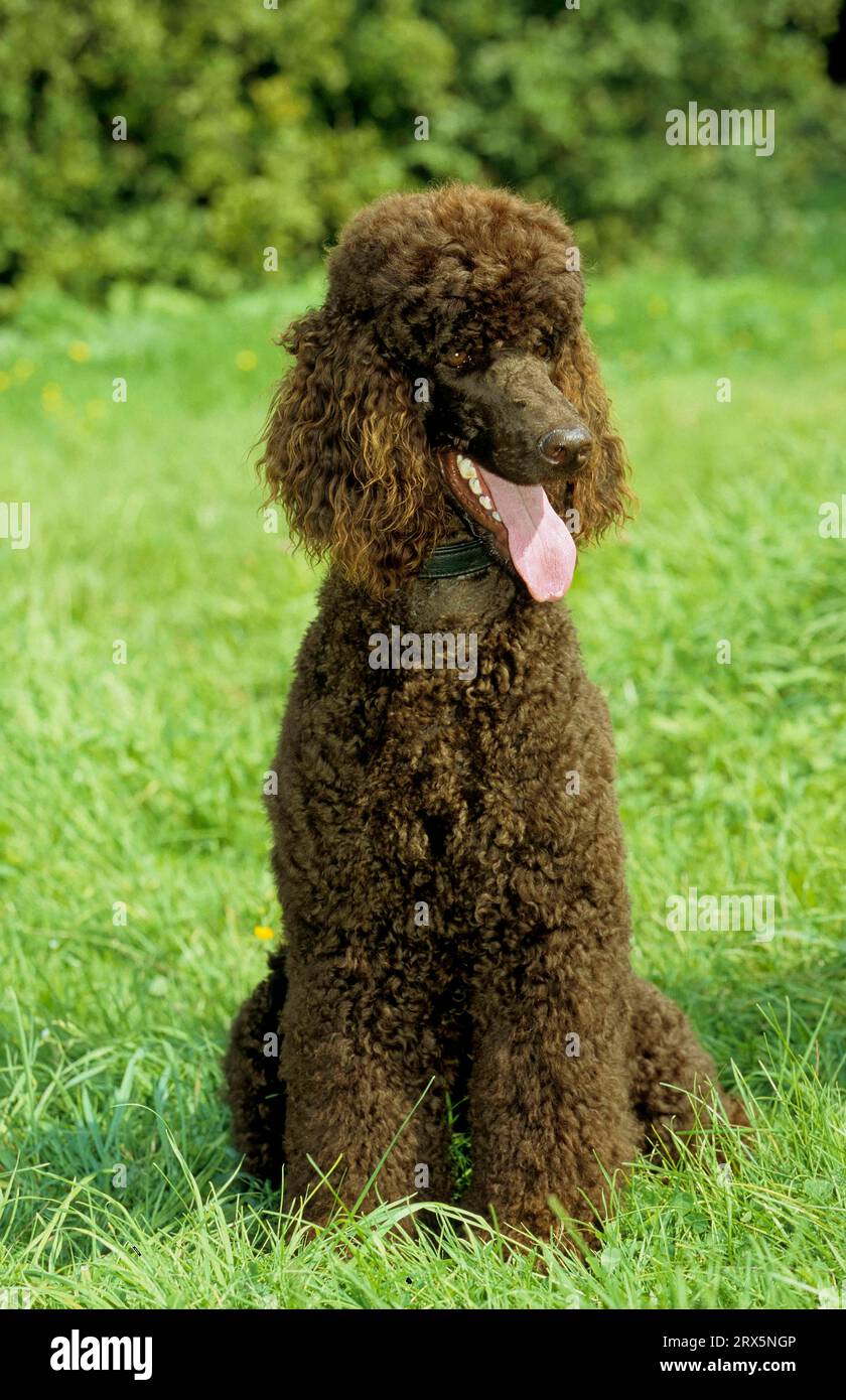 Large poodle, brown, Caniche (Poodle), FCI, Standard No. 172 Stock ...
