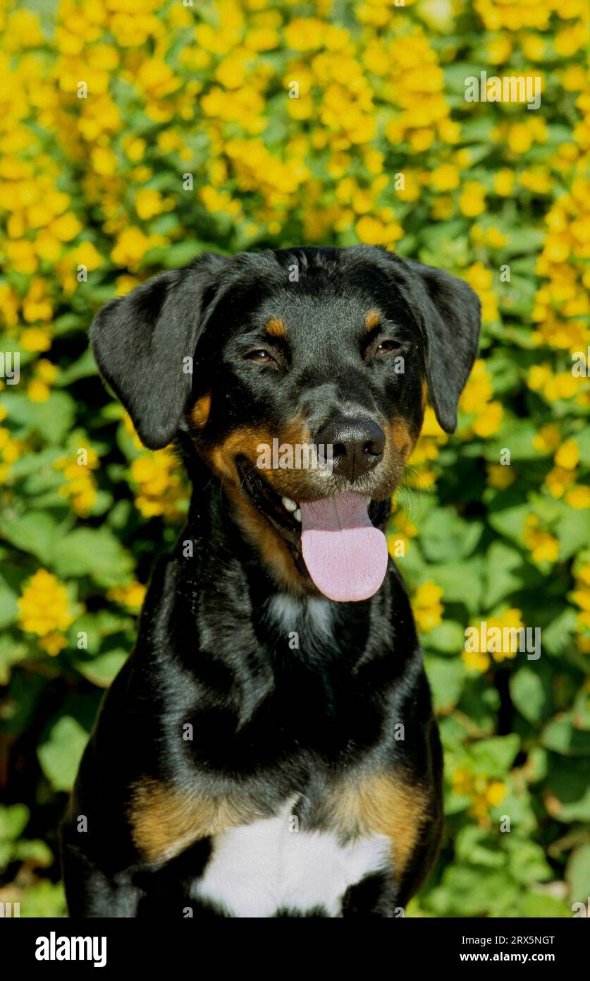 Appenzeller Sennenhund, Appenzeller dog, Appezoeller Blaess, FCI ...