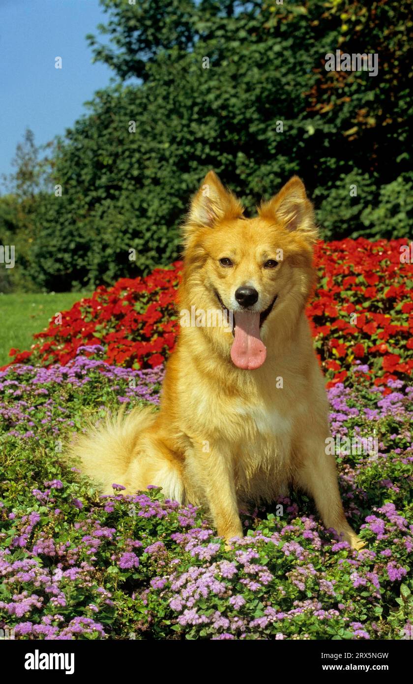 Harzer fox hi-res stock photography and images - Alamy