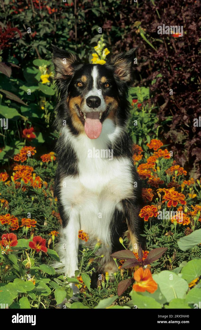 Border Collie, FCI, Standard No. 297 Stock Photo - Alamy