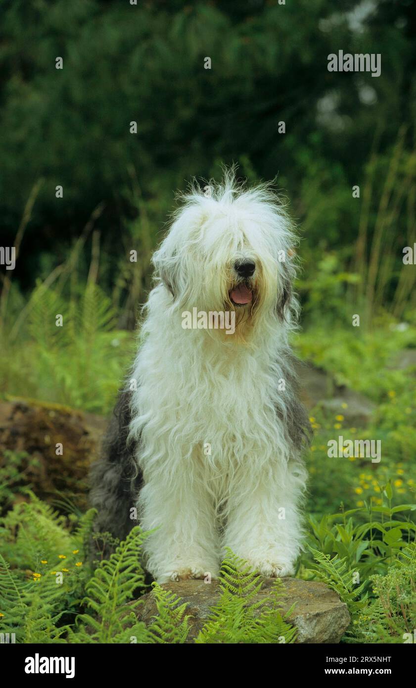 2 two Bobtail, Old English Sheepdog (Bobtail) FCI, Standard No. 16 ...