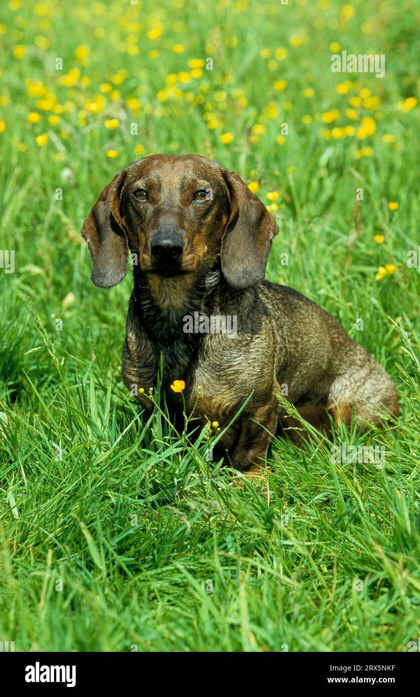 Domestic animal standard dachshund hi-res stock photography and images ...