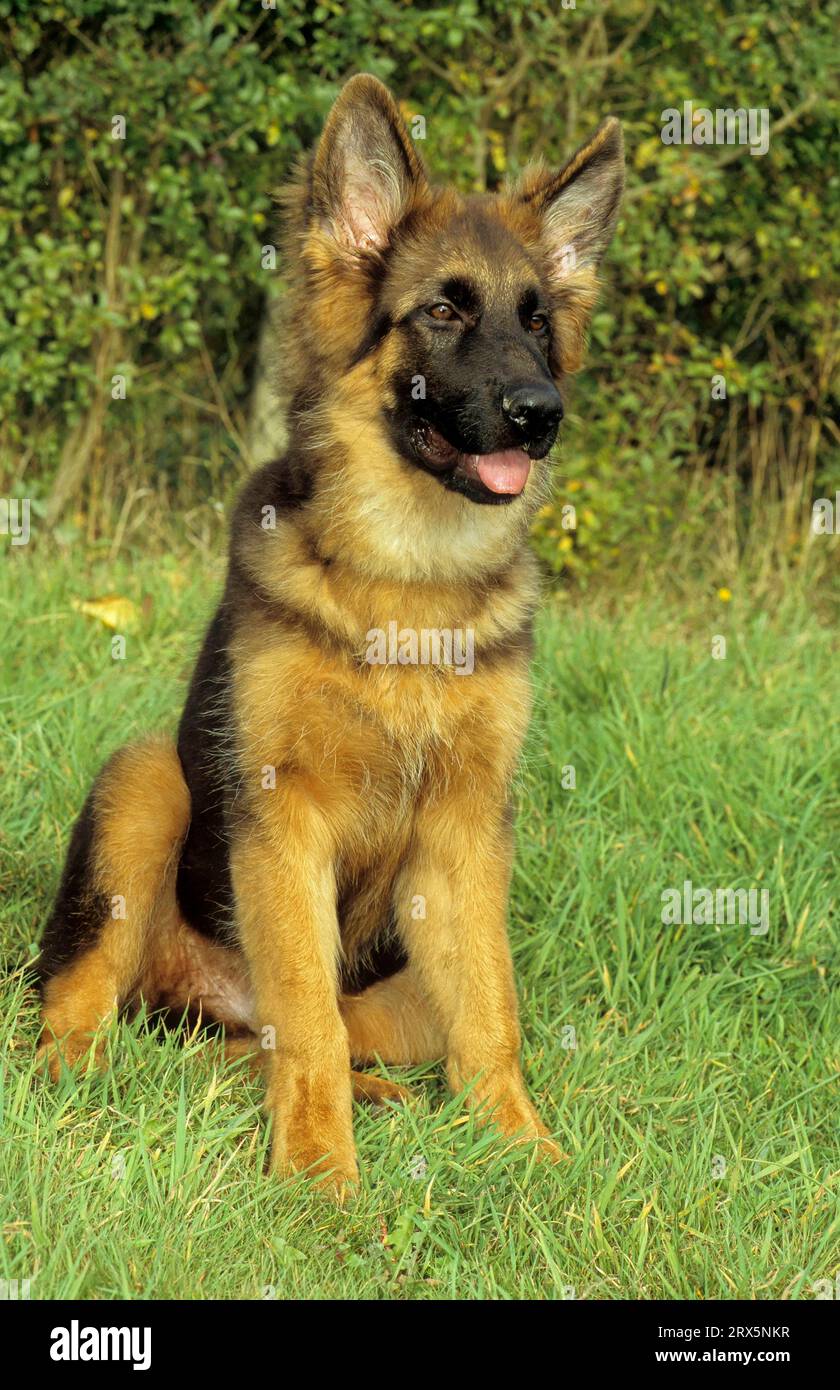 Old German Shepherd Dog, Puppy Stock Photo - Alamy