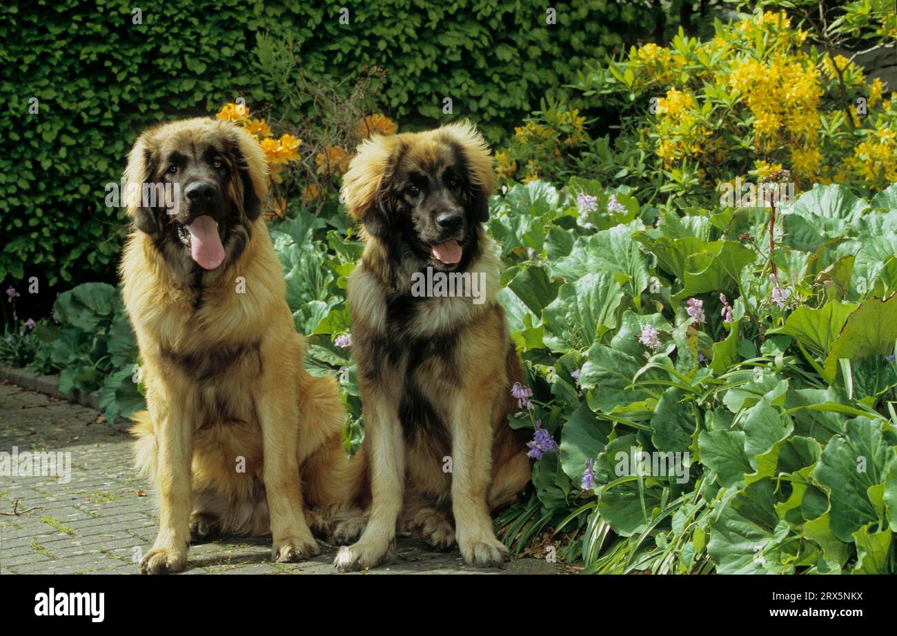 Standard six hi-res stock photography and images - Alamy