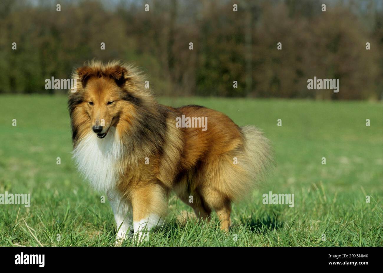 No 88 shetland hi-res stock photography and images - Alamy