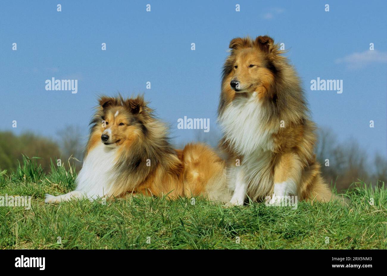 2 two Sheltie, Shetland Sheepdog, FCI, Standard No. 88 Stock Photo - Alamy
