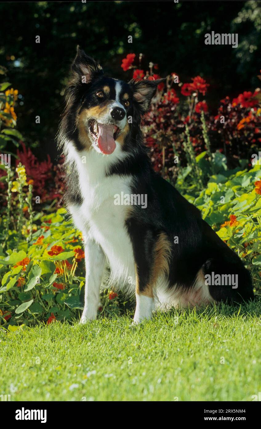 Border Collie, FCI, Standard No. 297 Stock Photo - Alamy