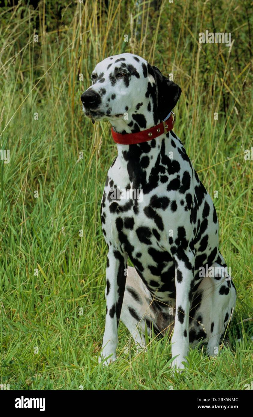 Dalmatinac hi-res stock photography and images - Alamy
