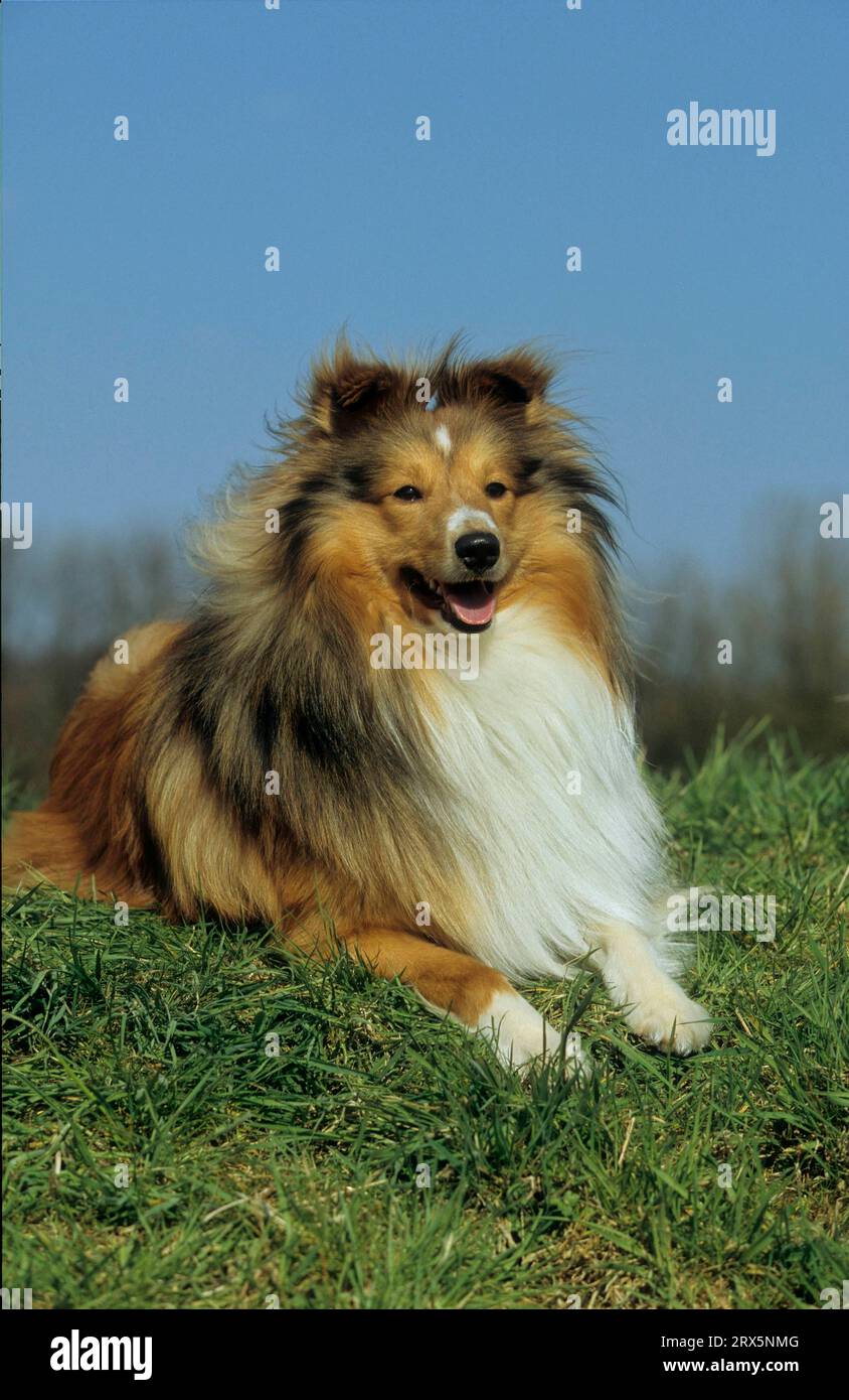 No 88 shetland hi-res stock photography and images - Alamy