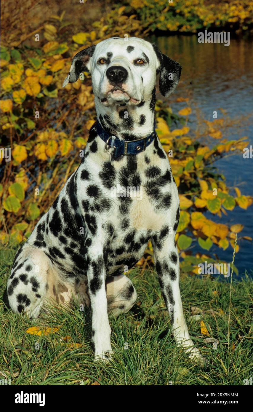Dalmatinac hi-res stock photography and images - Alamy