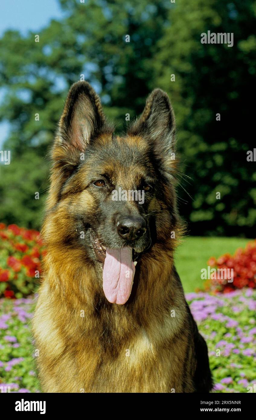Old German Shepherd Dog, Puppy Stock Photo - Alamy