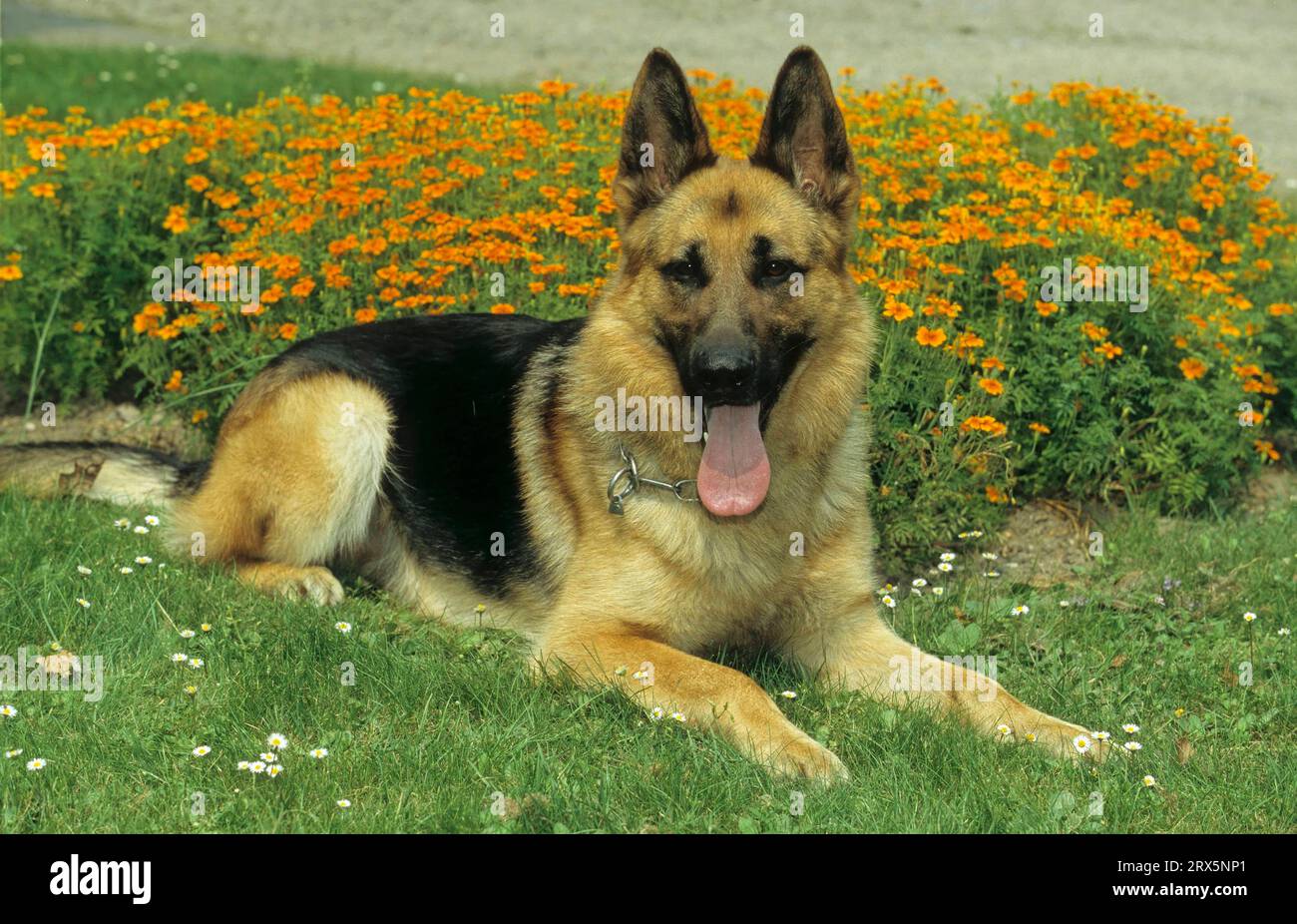 Fci dog hi-res stock photography and images - Alamy