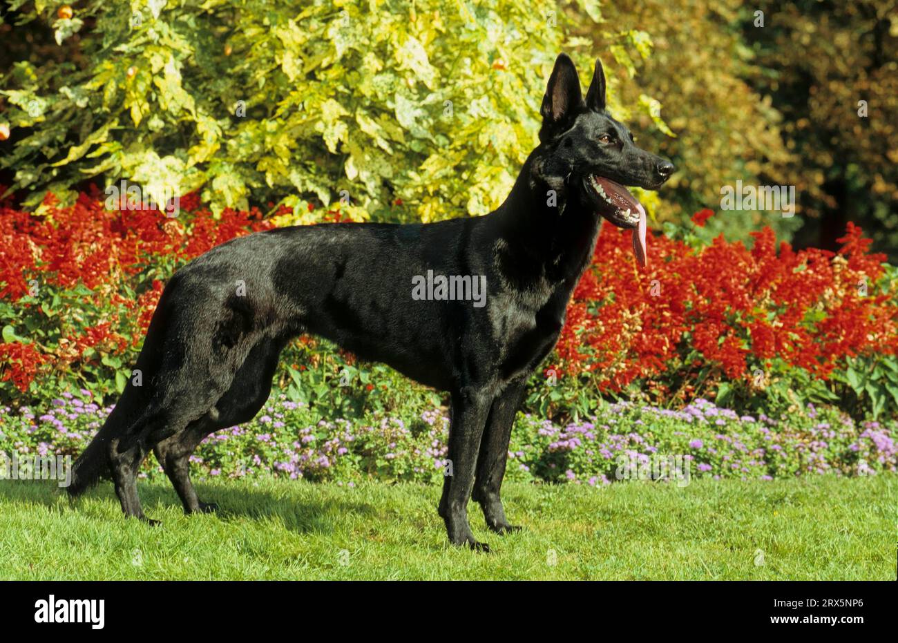 German Shepherd Dog, black, FCI, Standard No. 166 Stock Photo - Alamy