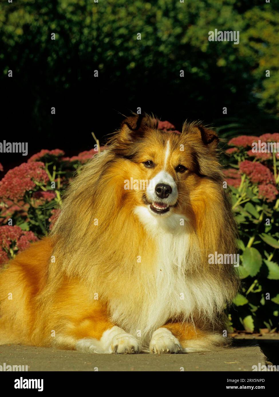 No 88 shetland hi-res stock photography and images - Alamy