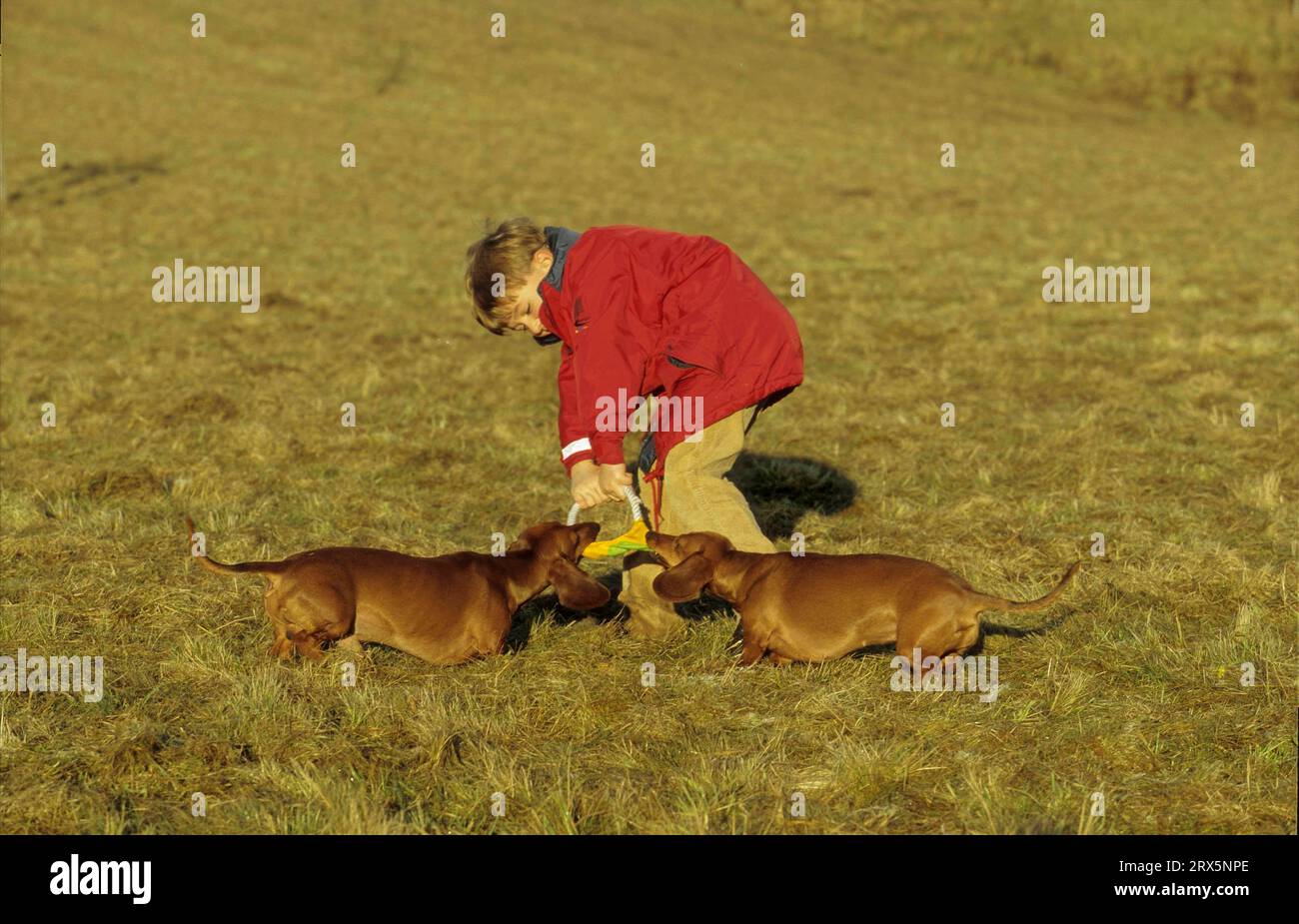 Little boy playing with 2 two dachshunds, Dachshund, dachshund, FCI ...
