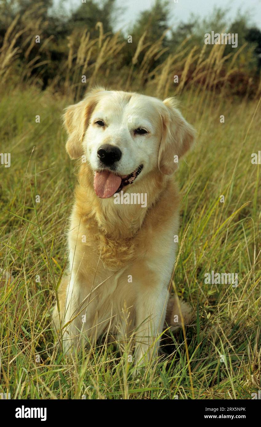 Golden Retriever FCI Standard No. 111 Stock Photo - Alamy