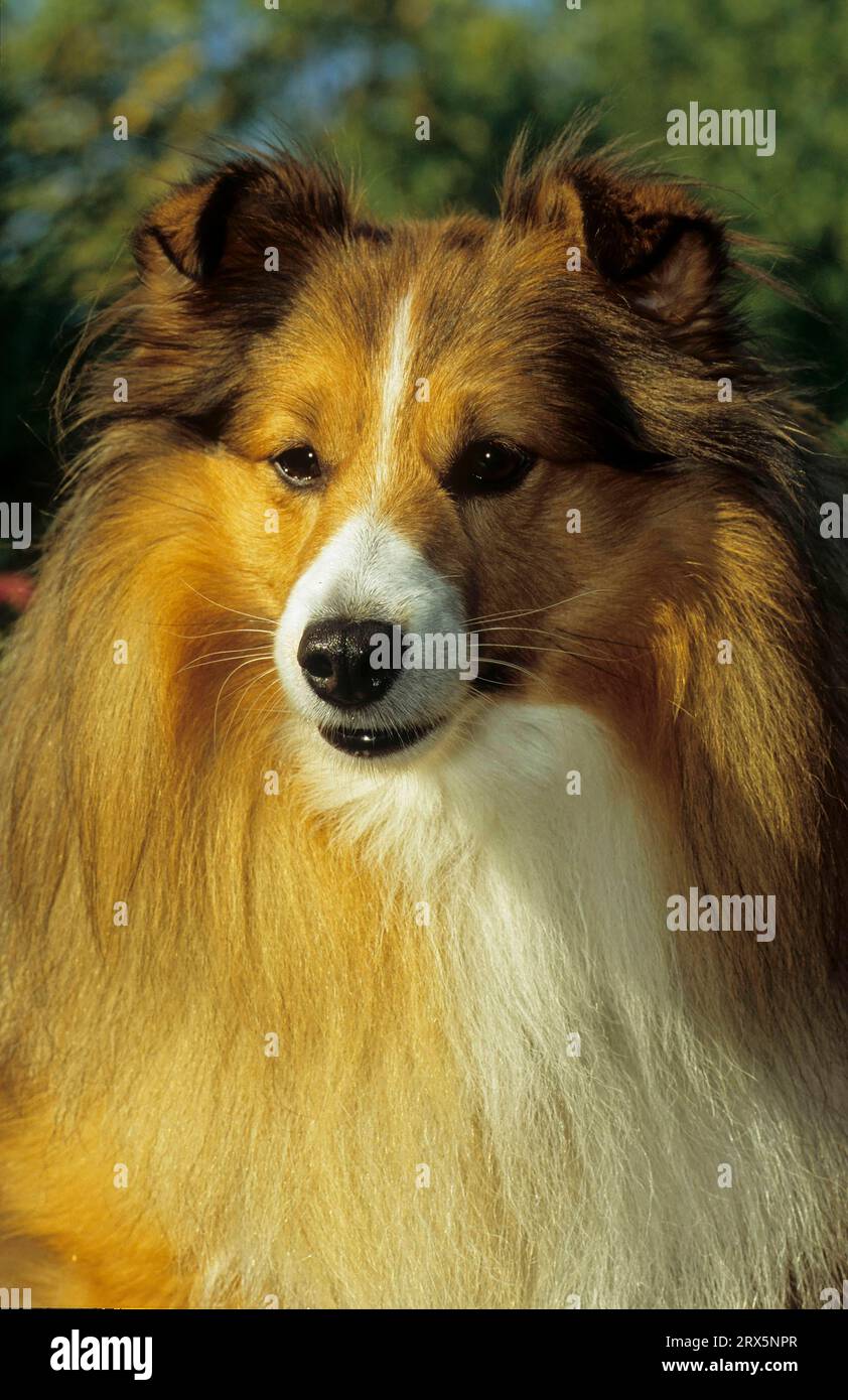 No 88 shetland hi-res stock photography and images - Alamy