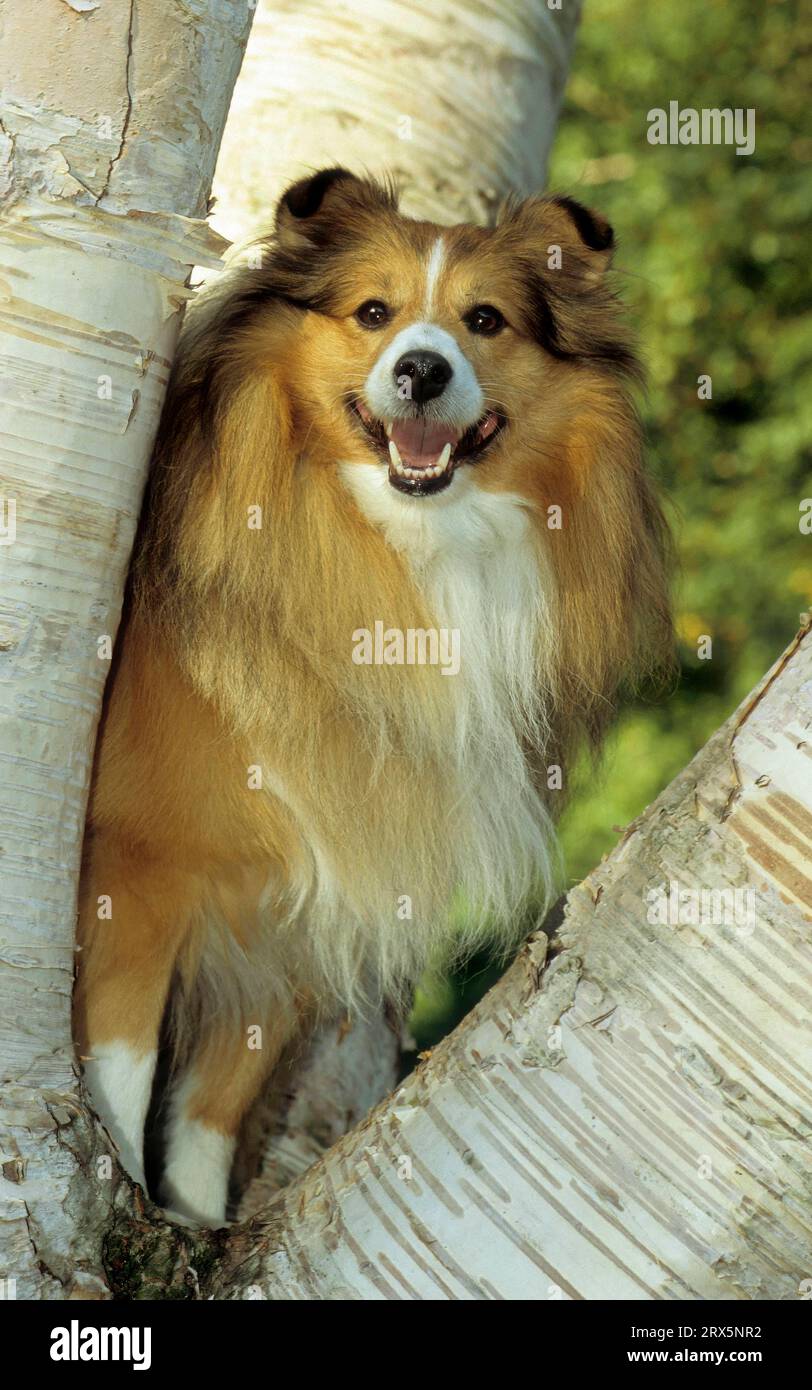 No 88 shetland hi-res stock photography and images - Alamy