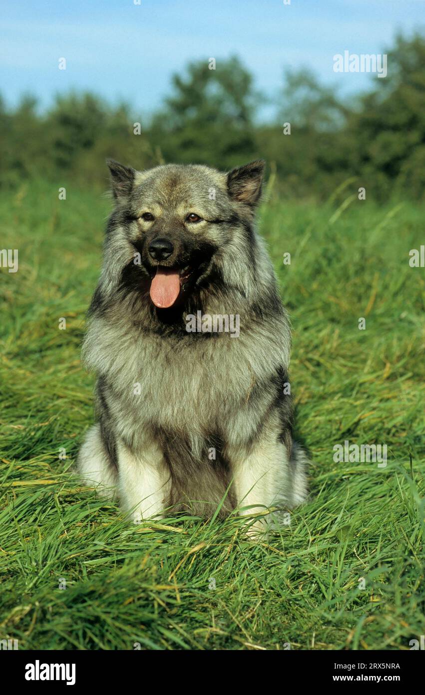 Wolfspitz hi-res stock photography and images - Alamy